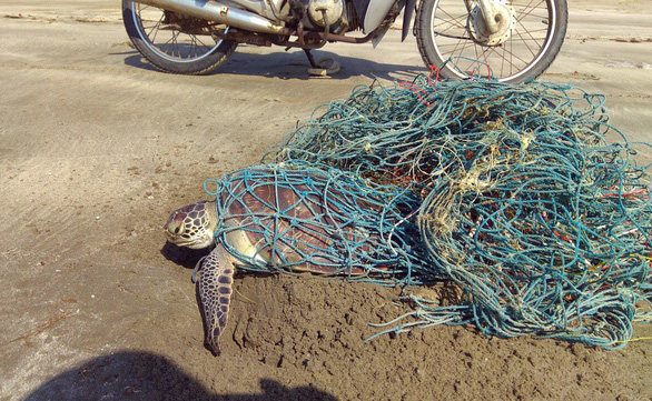 Rangers at Vietnam nature reserve save turtle stuck in fishing nets ...