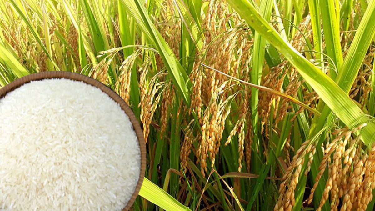 Vietnamese rice crowned world’s best title - Vietnam Insider