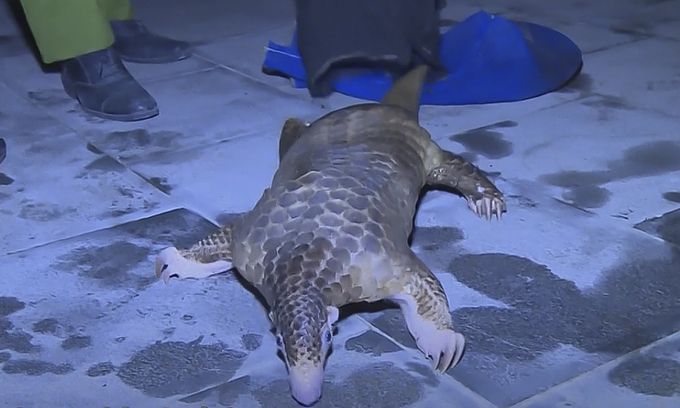 Police rescued 16 pangolins from traffickers - Vietnam Insider