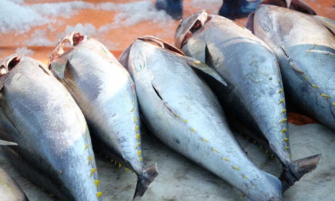 Vietnam’s tuna exports to the U.S. rose - Vietnam Insider