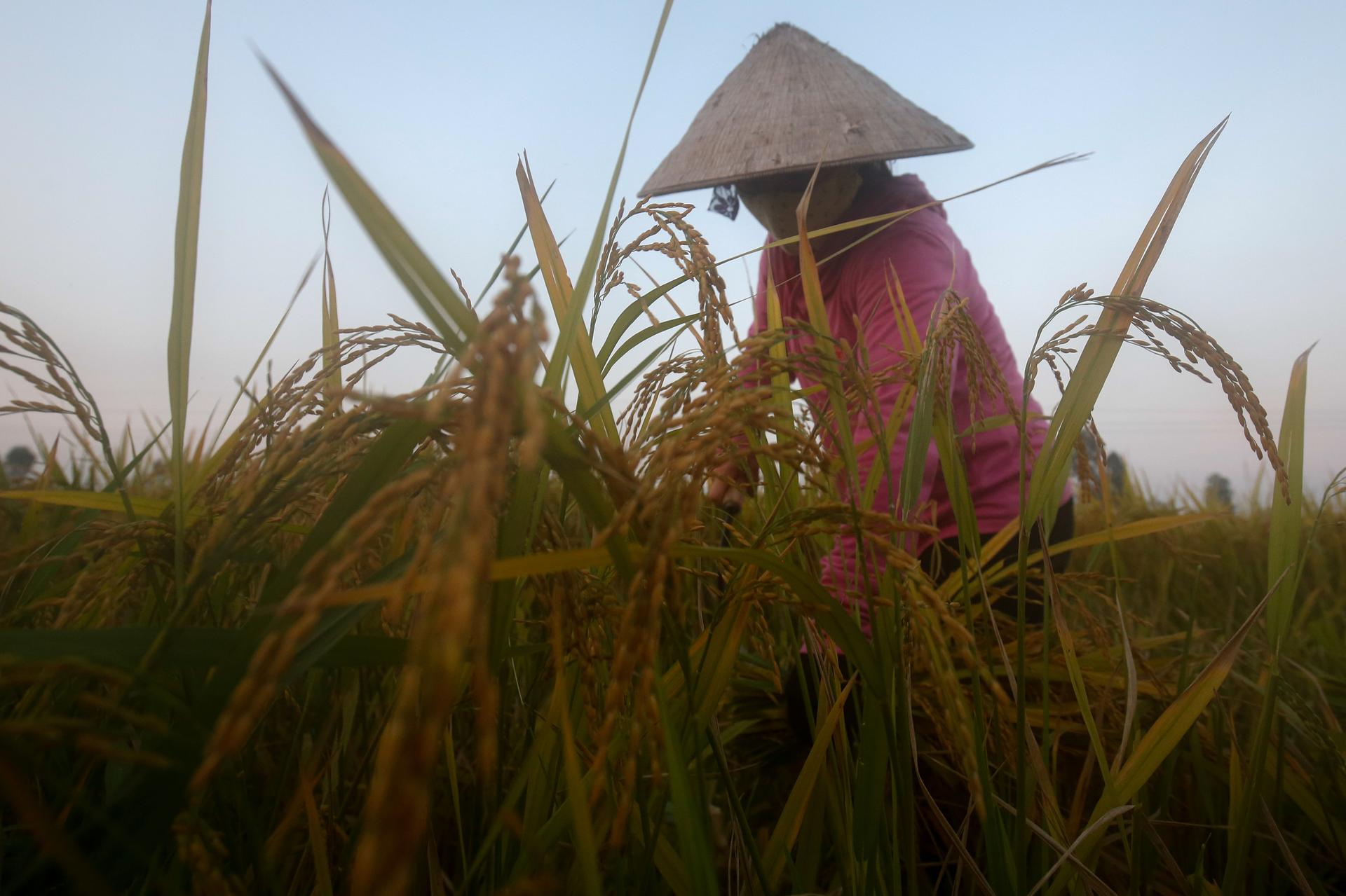 Good news: The price of Vietnamese rice for export increases ...