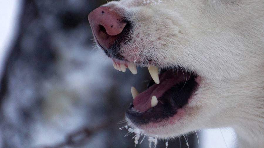 Foreign tourists attacked by an Alabai dog in Vietnam, leaving one of ...