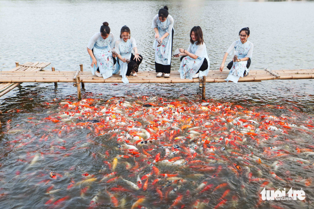 People are delighted with thousands of Koi carp in Ho Tay