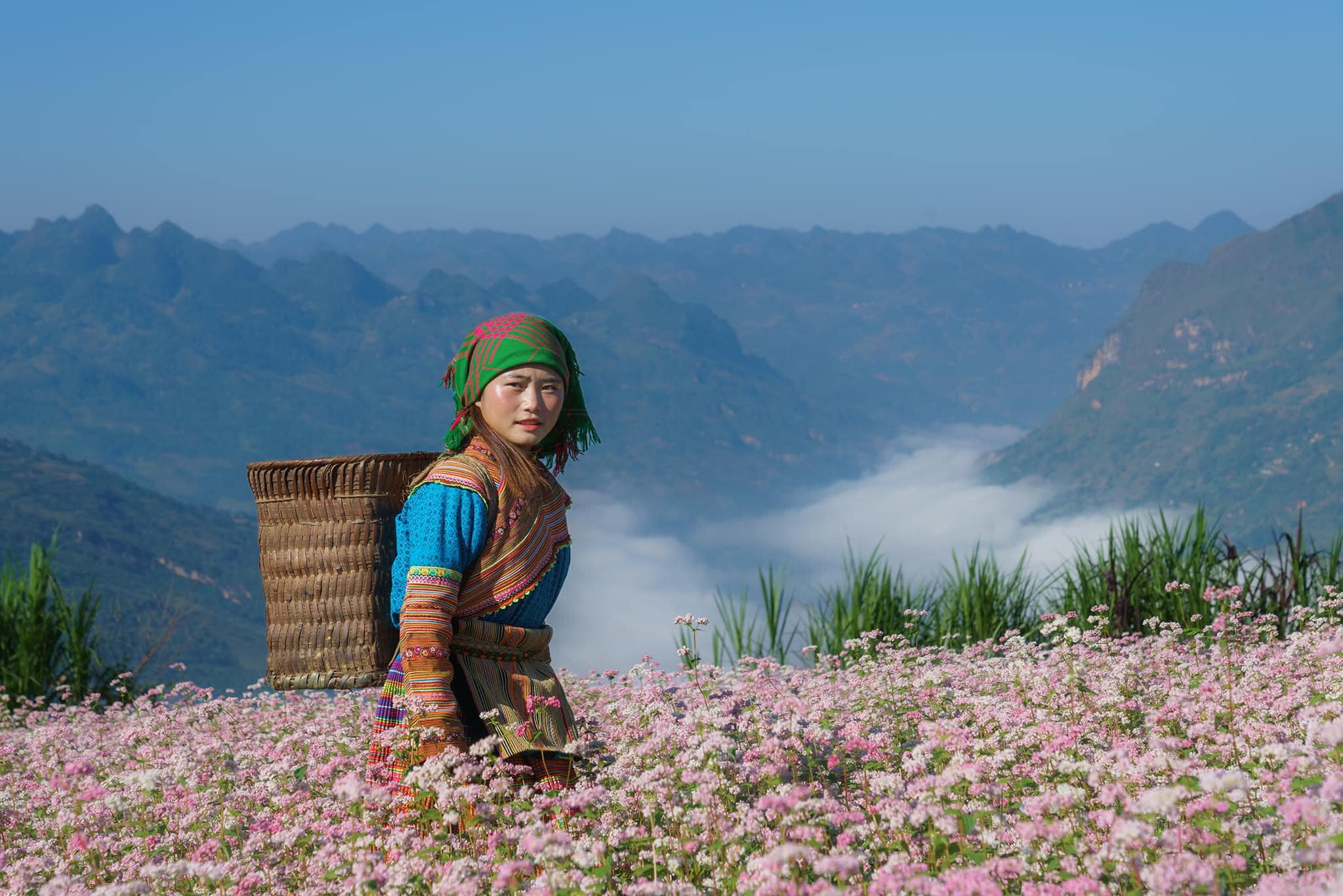 Ha Giang: Buckwheat flowers cover the whole Suoi Thau steppe in pink