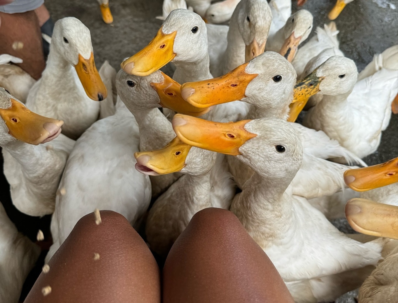Western Tourists Flock to Quang Binh for Unique "Duck Massage ...