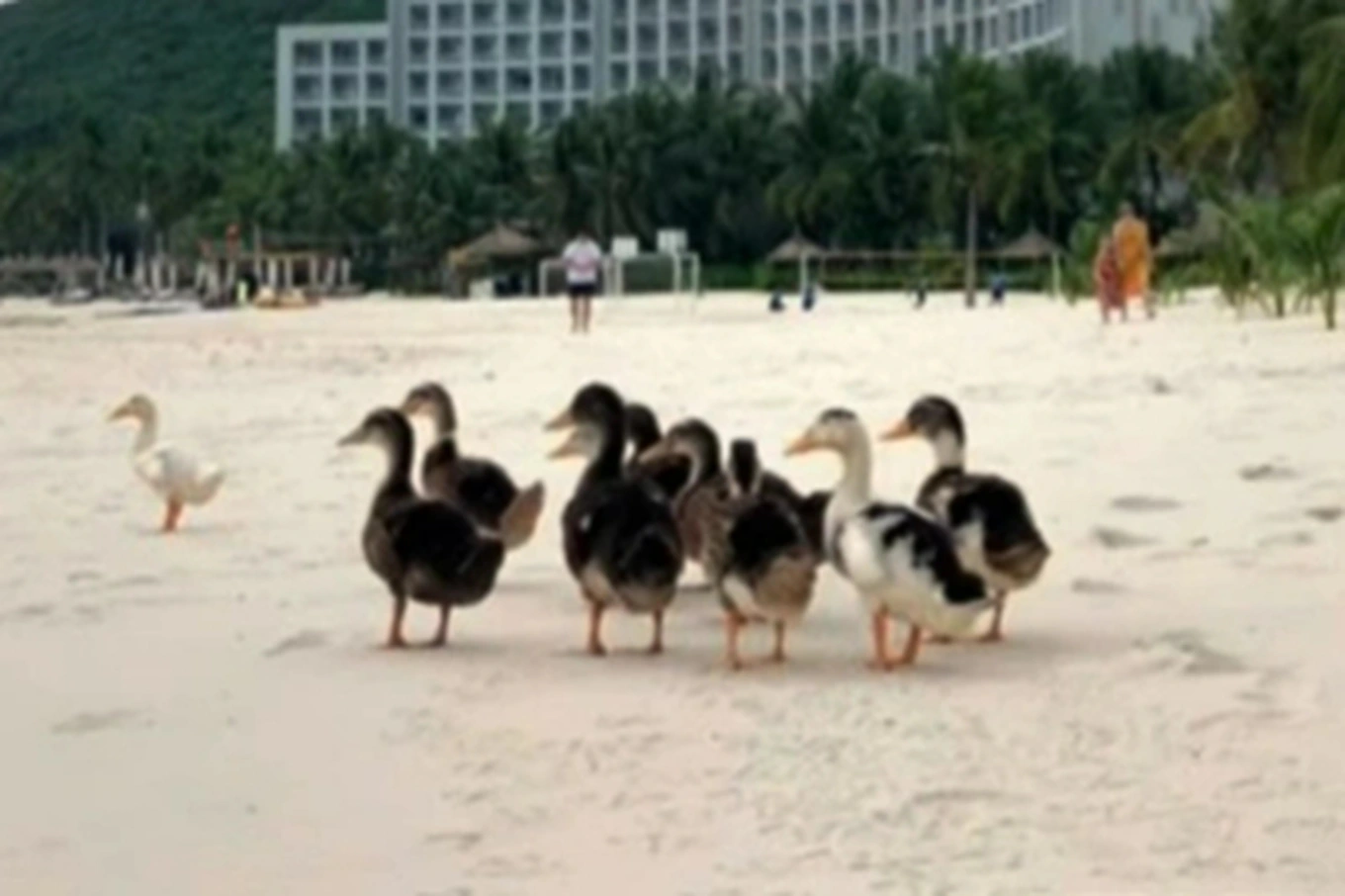 After Historic Floods, Stray Duck Flock Turns Up at Nha Trang Luxury ...